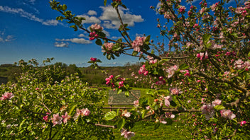 Sampford Courtenay Cider - Traditional Devon Cider