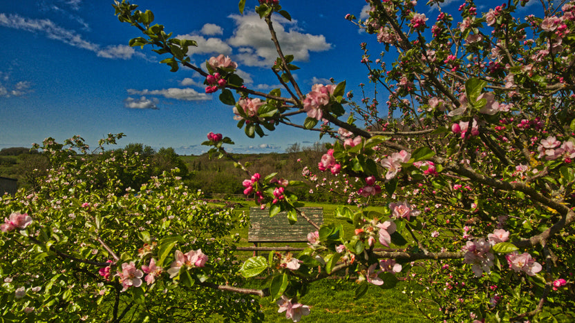 Sampford Courtenay Cider - Traditional Devon Cider